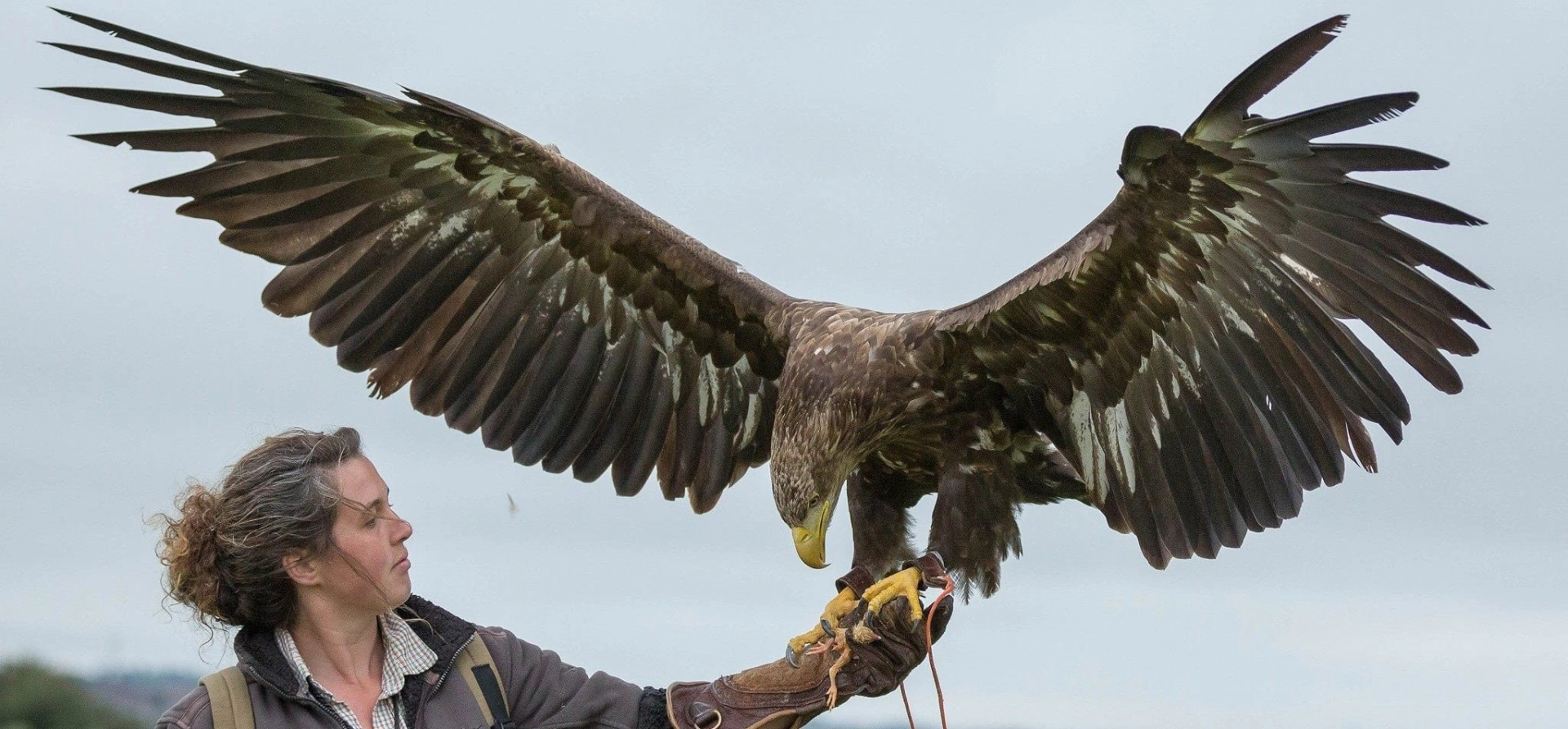 Fife Full-Day Falconry Experience Gift Vouchers £235 for 1